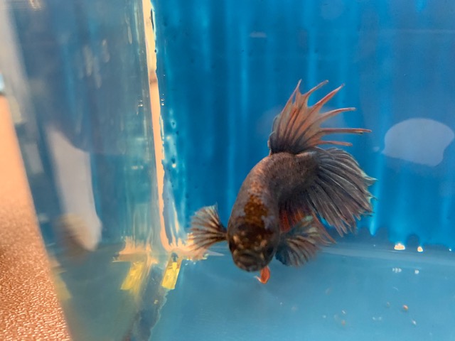 Bowl Show Pictures – Greater Akron Aquarium Society